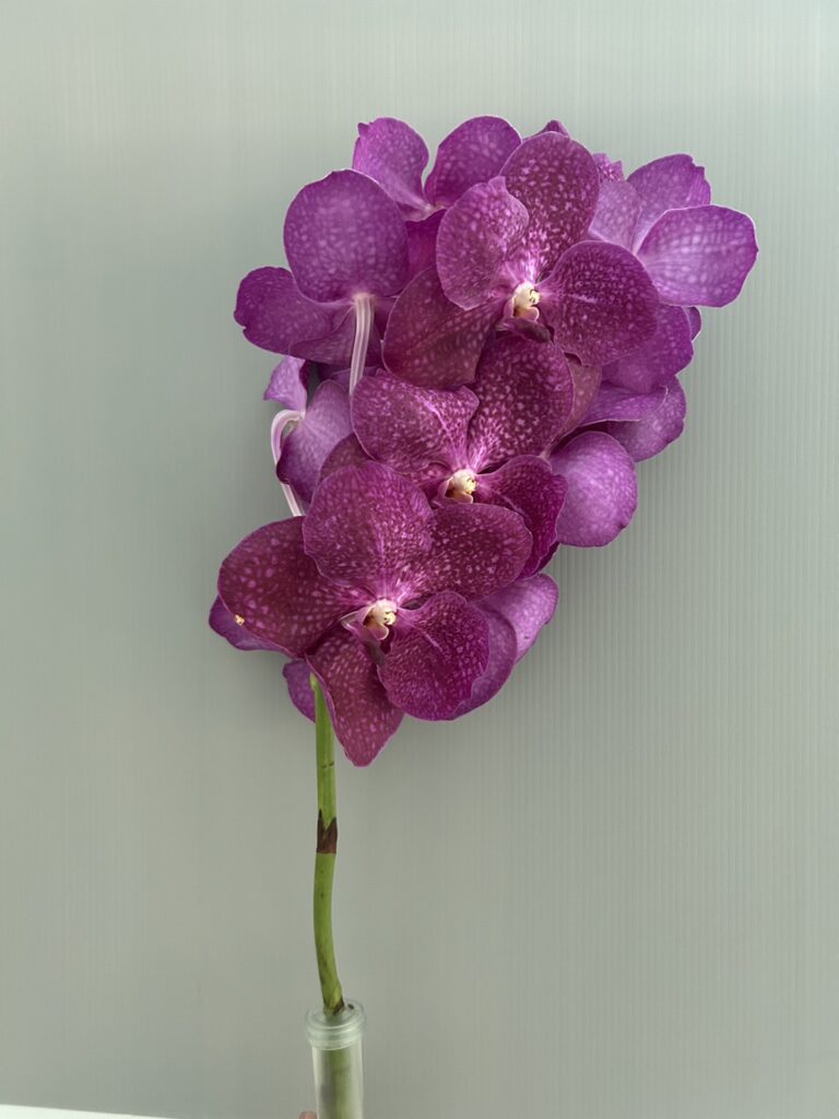 Vanda Pink#1 - Lee Orchid
