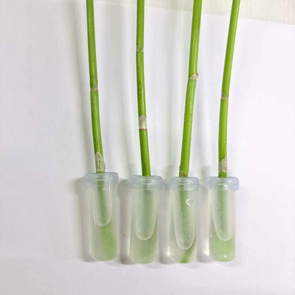 Buy Flora Plastic Tube – Functional and Versatile | Lee Orchid