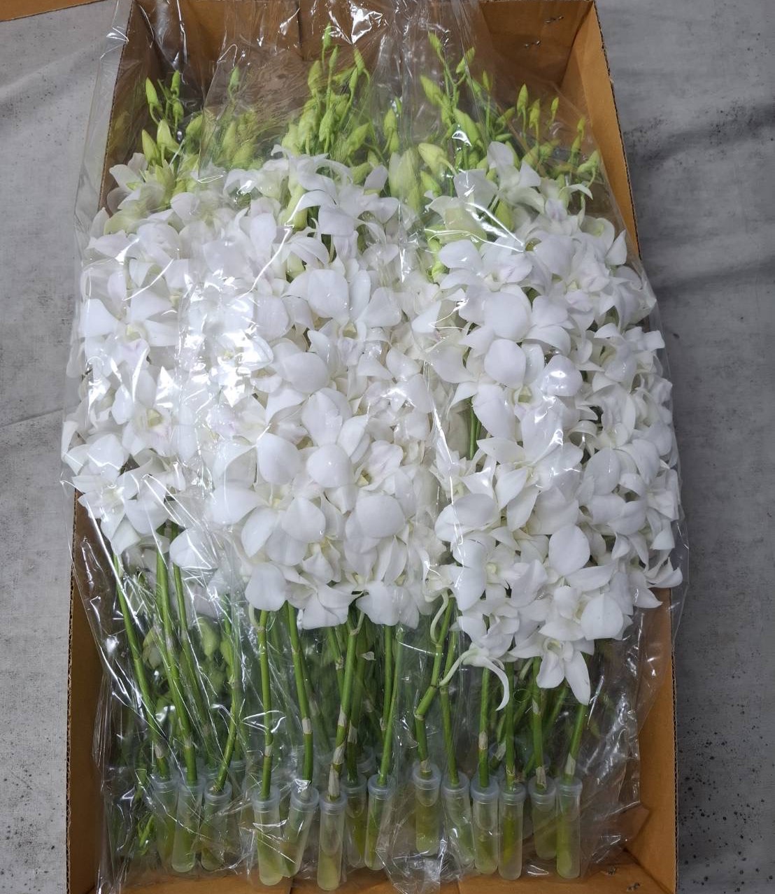 Den White Bom - Lee Orchid