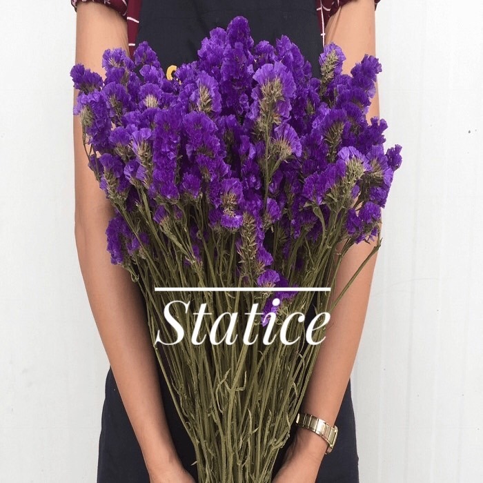 Buy Statice Flowers – Fresh and Beautiful | Lee Orchid