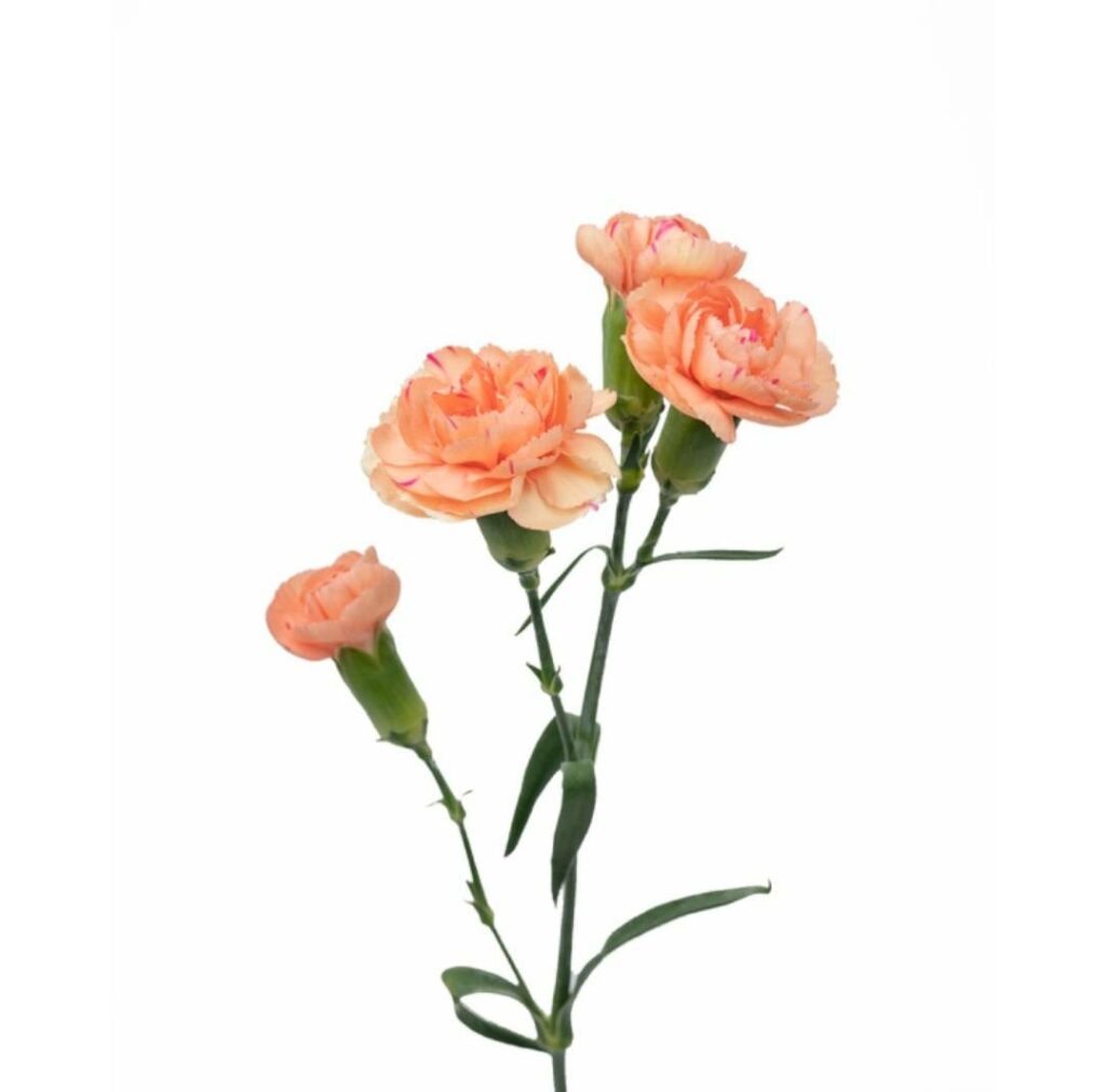 Buy Spray Carnation – Vibrant and Versatile | Lee Orchid