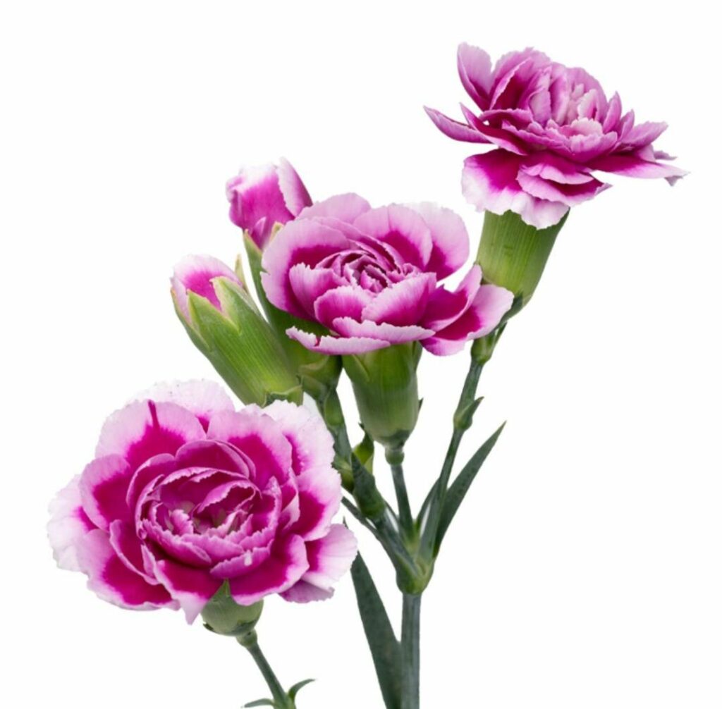 Buy Spray Carnation – Vibrant and Versatile | Lee Orchid