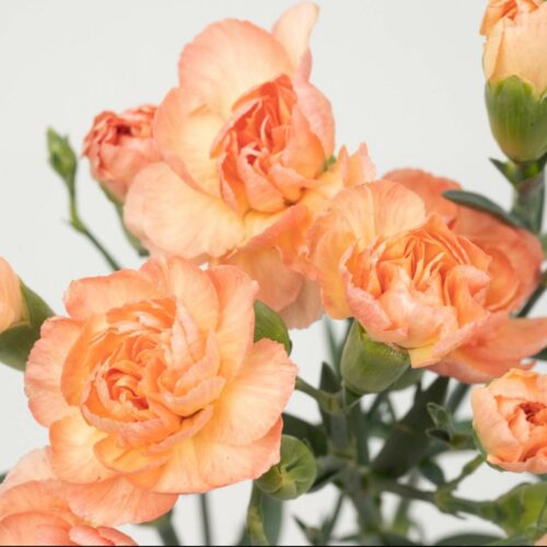 Buy Spray Carnation – Vibrant and Versatile | Lee Orchid