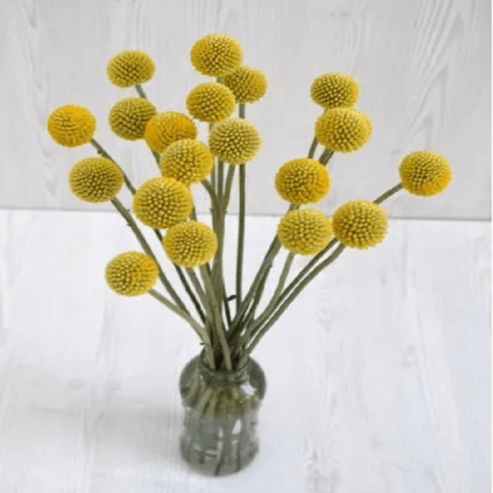 Buy Golden Ball Flowers – Unique and Stylish | Lee Orchid