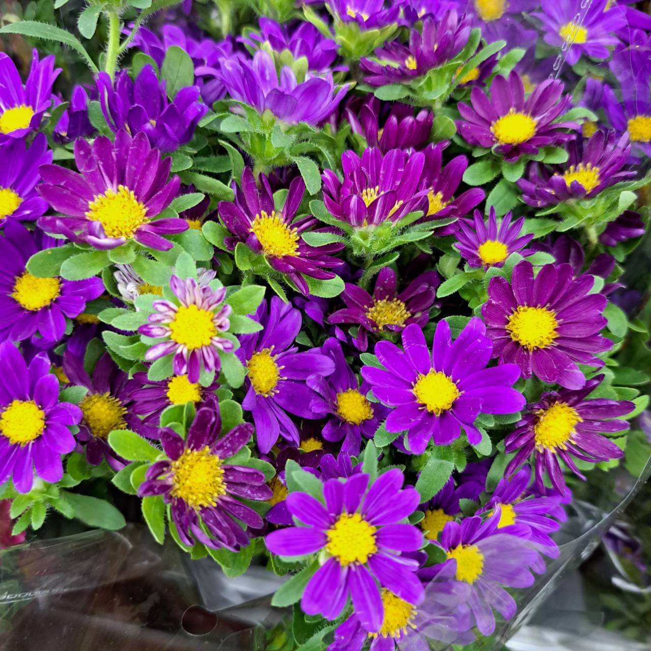 ดอกแอสเตอร์ (Aster-翠菊) - Lee Orchid