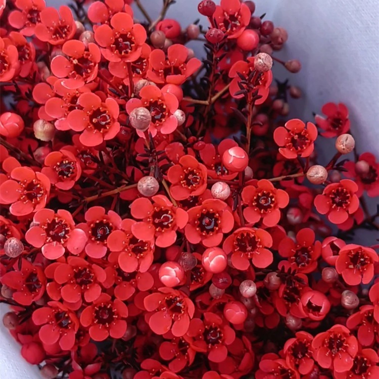 ดอกแวกซ์ (Wax Flower-腊梅) - Lee Orchid